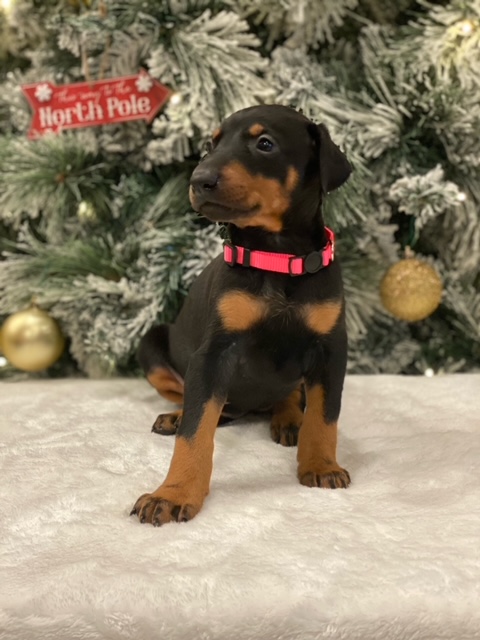 Pink Female Puppy 11/17/24 – Northwest Doberman Pinschers